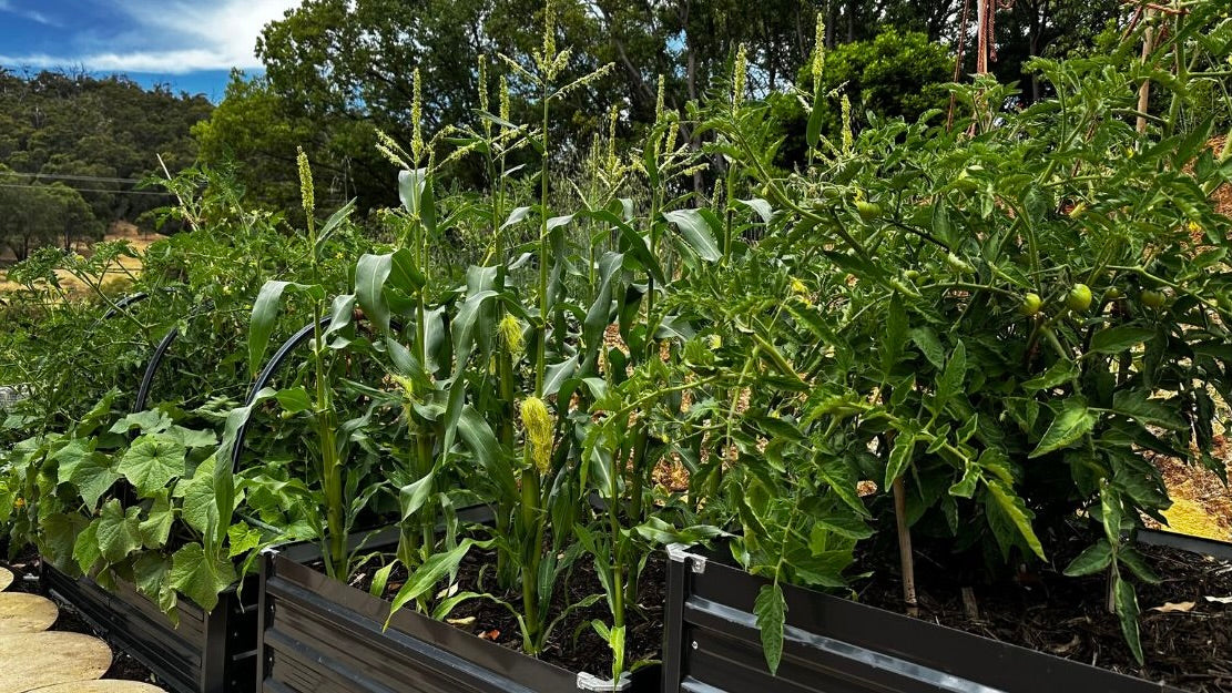 Greenfingers Raised Garden Beds – Planters Gardens