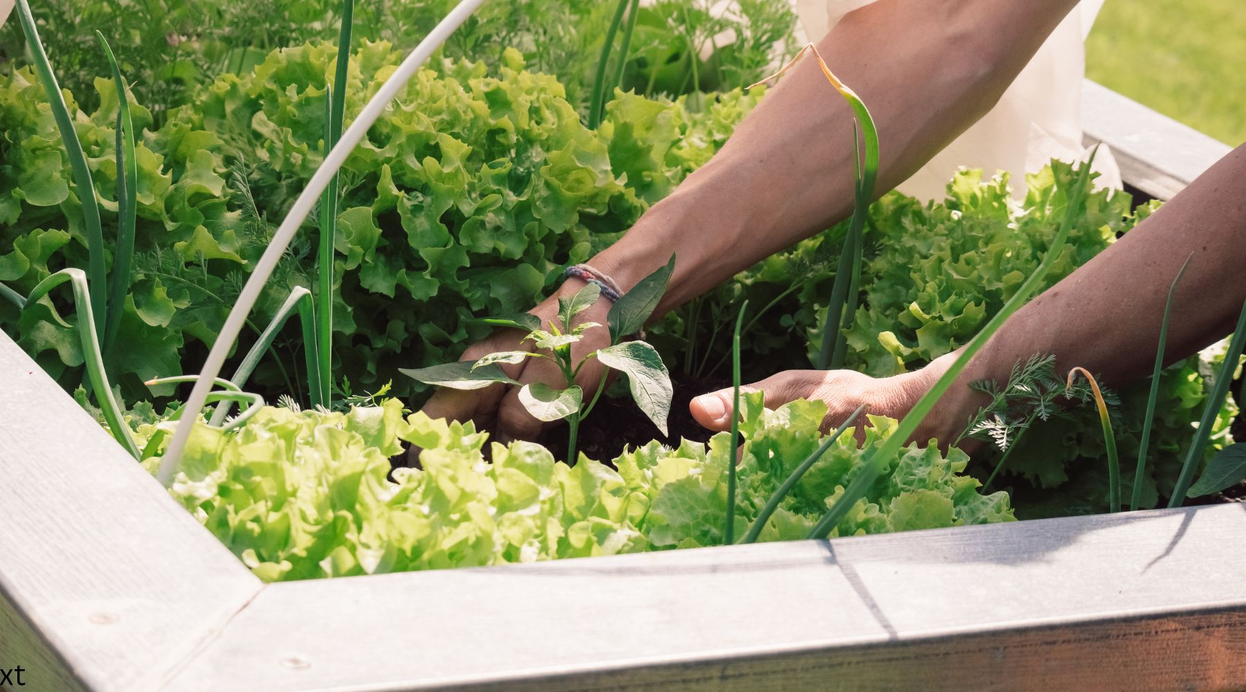 Wicking Beds – Planters Raised Gardens